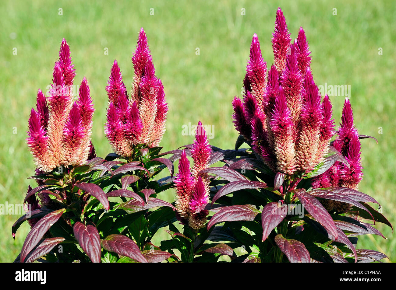 Celosia hi-res stock photography and images - Alamy