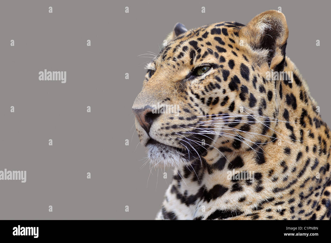 Portrait of leopard (Panthera pardus) isolated on grey background Stock ...