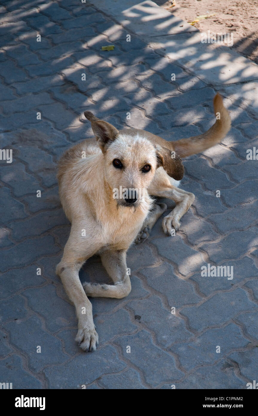 stray dog resting in the shade botswana africa Stock Photo - Alamy
