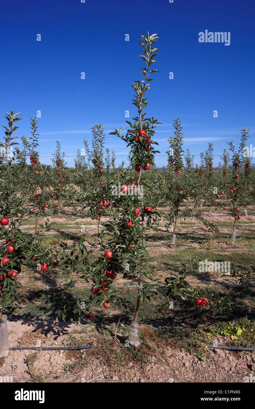 Apple Brookfield on a tree. LLeida. Spain Stock Photo - Alamy