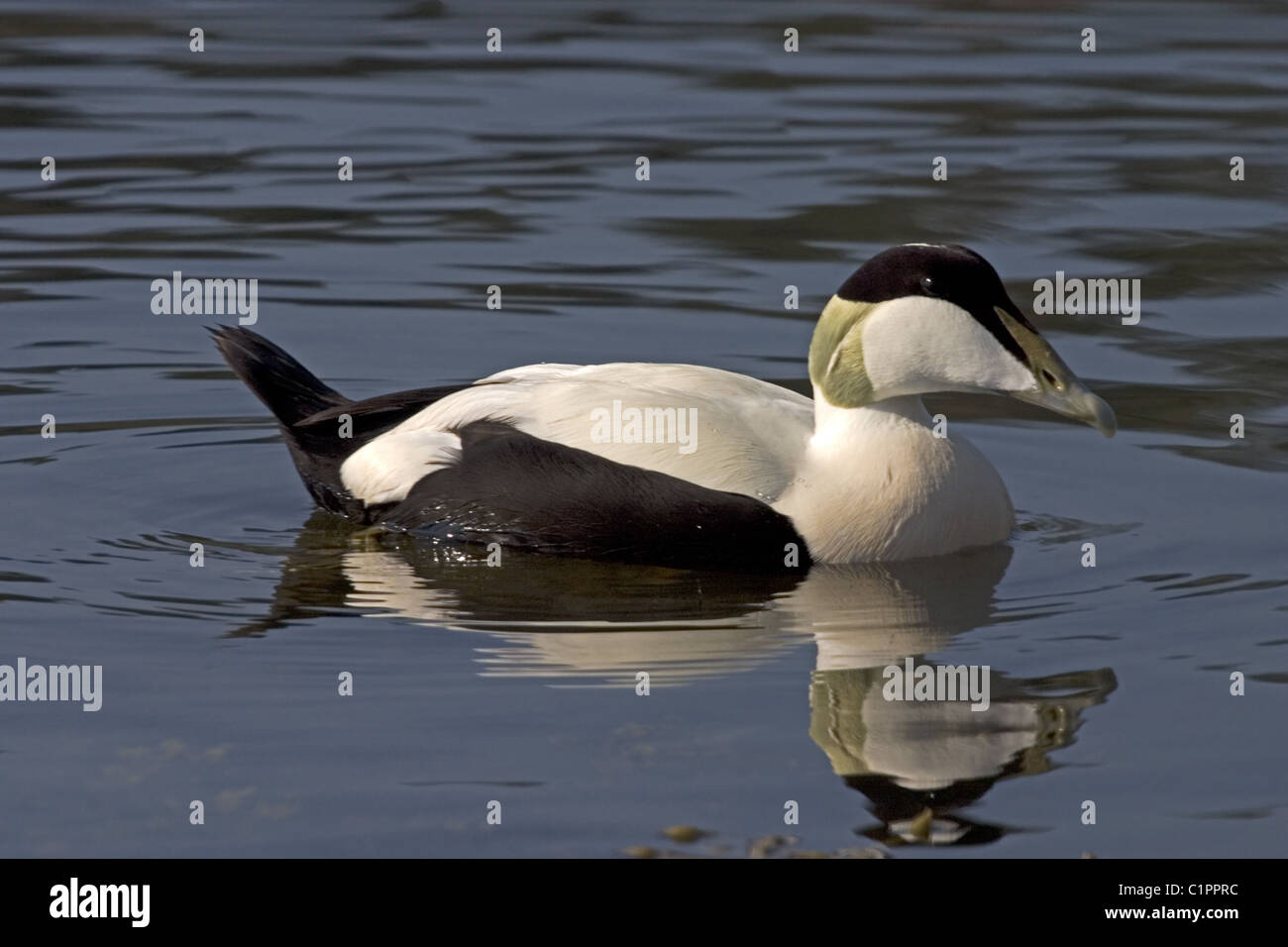 Common eider, male, in sea Stock Photo - Alamy