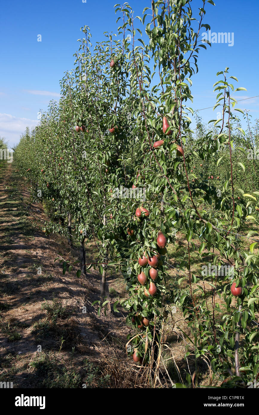 Deboe hi-res stock photography and images - Alamy