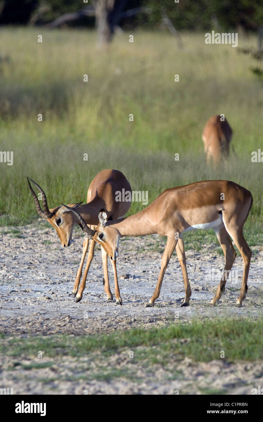 impala in botswana Stock Photo - Alamy