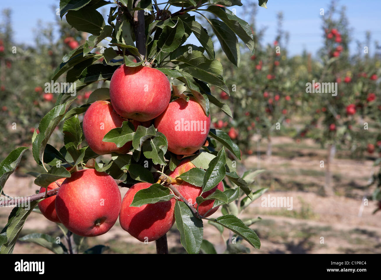 Apple Brookfield on a tree. LLeida. Spain Stock Photo - Alamy