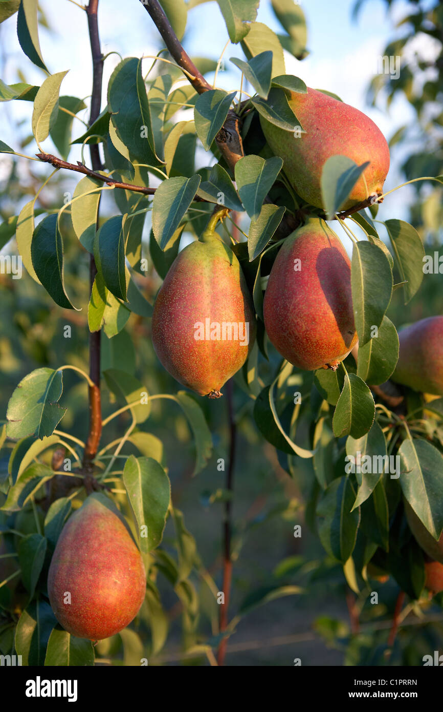 Deboe hi-res stock photography and images - Alamy