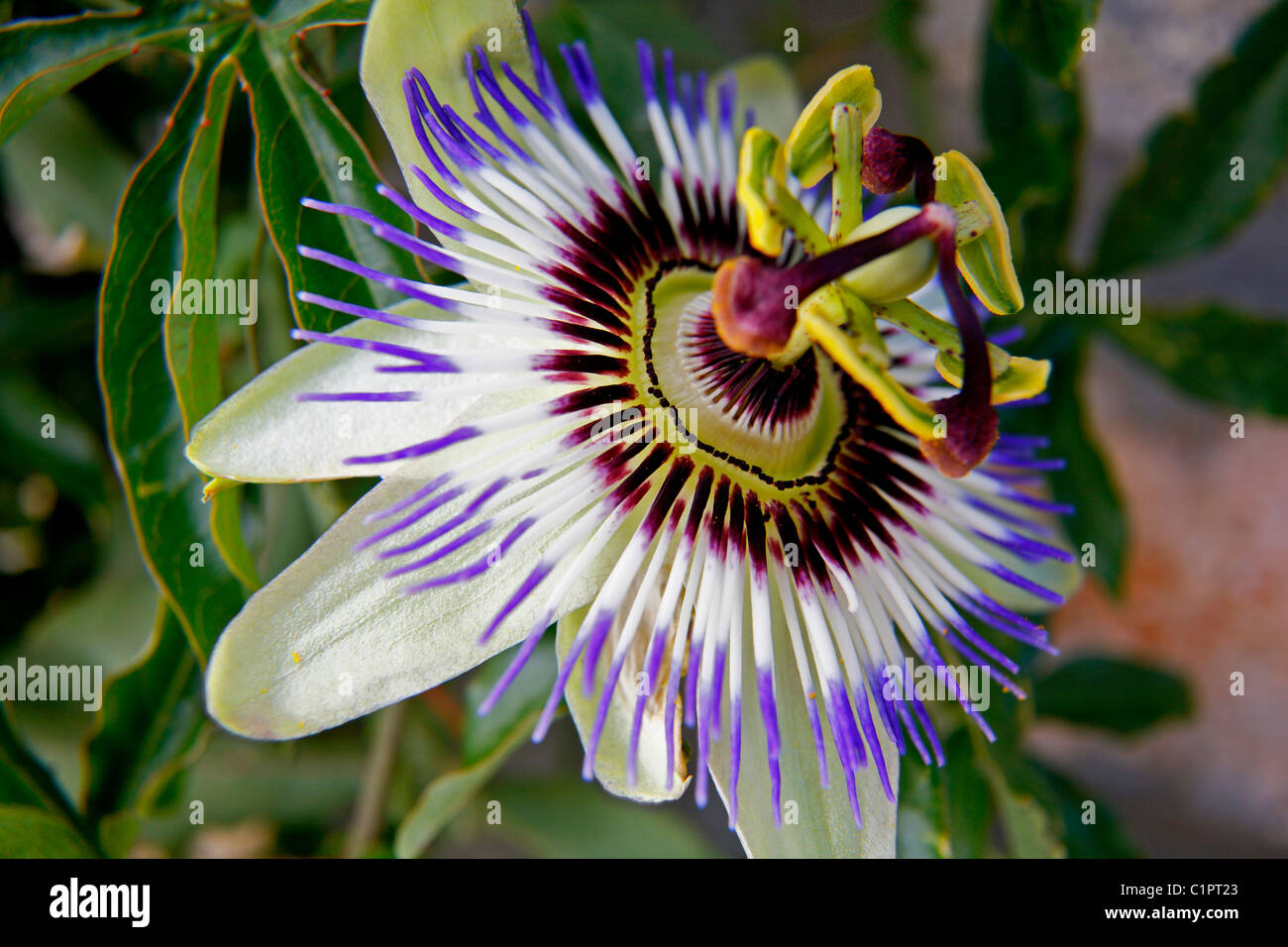 Passiflora in spring Stock Photo - Alamy