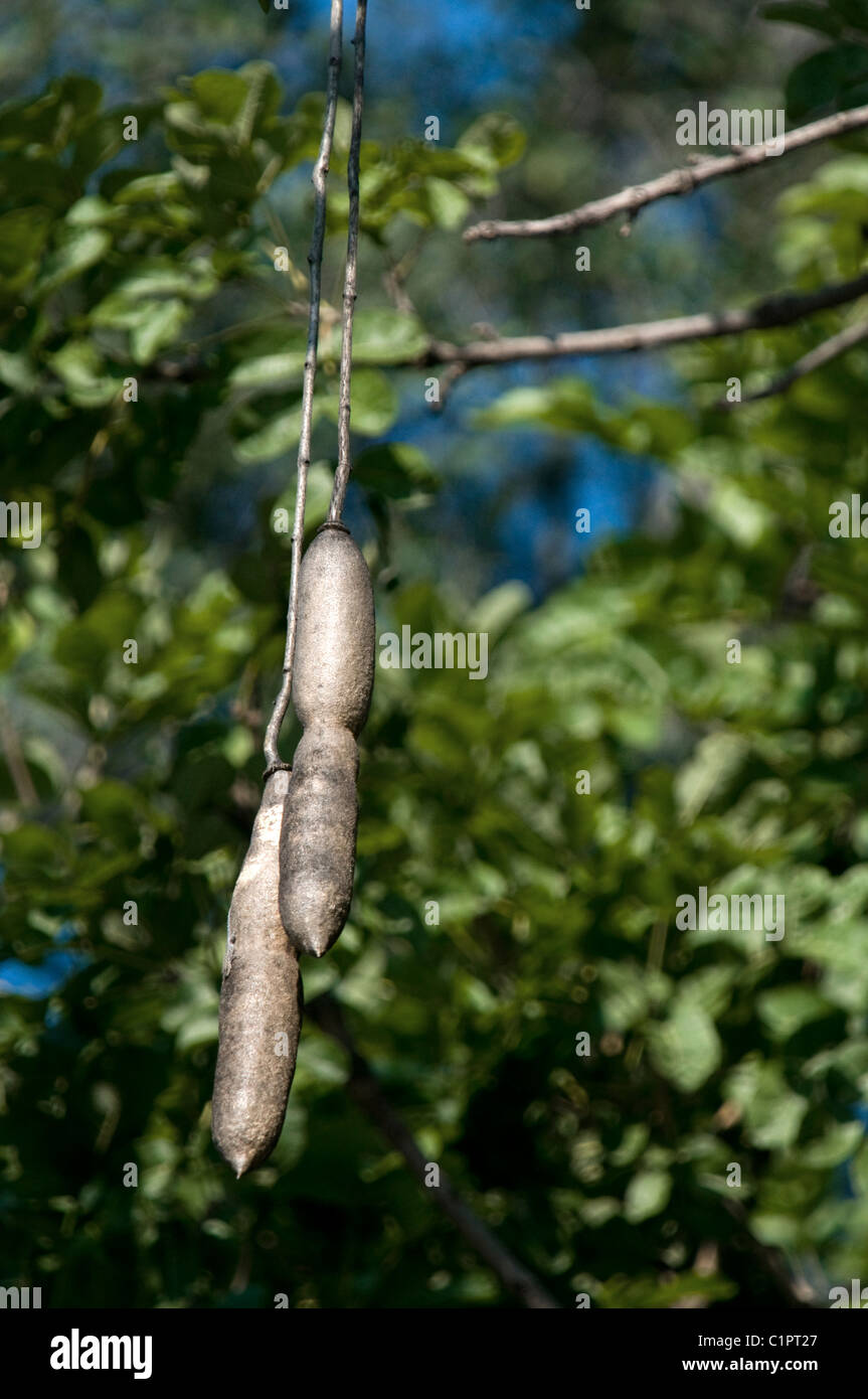 sausage tree , kigelia africana , okavango river , botswana Stock Photo ...