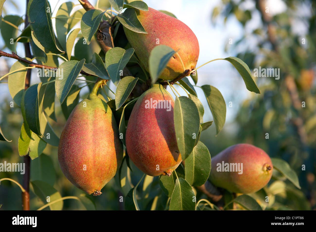 Deboe hi-res stock photography and images - Alamy