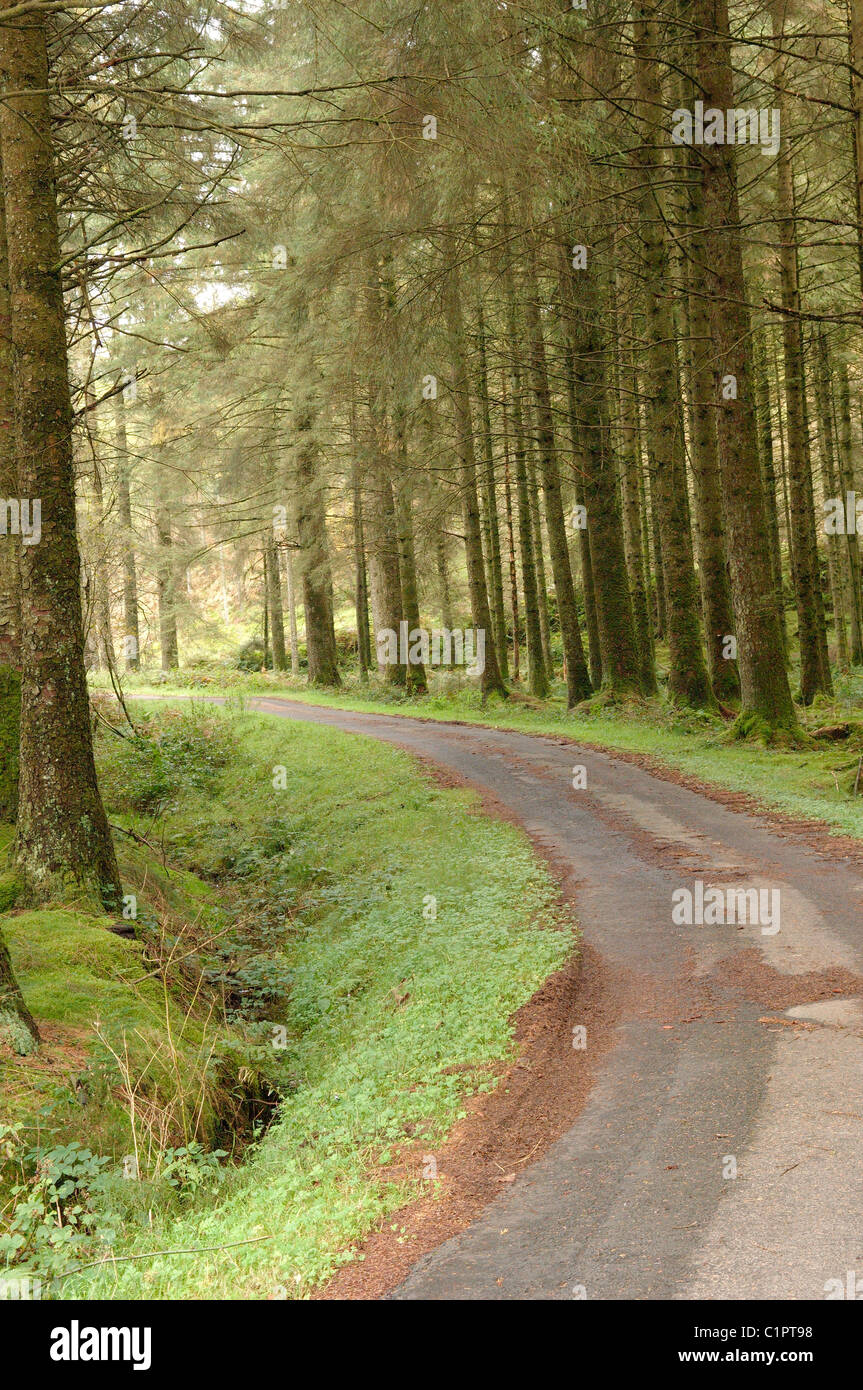 Northern ireland forest park hi-res stock photography and images - Alamy