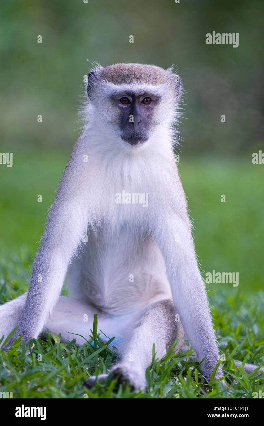 vervet monkey , cercopithecus aethiops , livingstone , zambia , africa ...