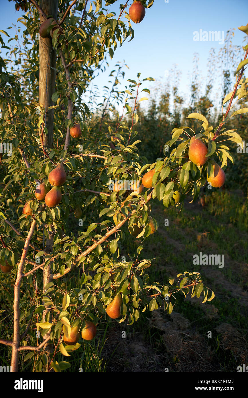 Deboe hi-res stock photography and images - Alamy