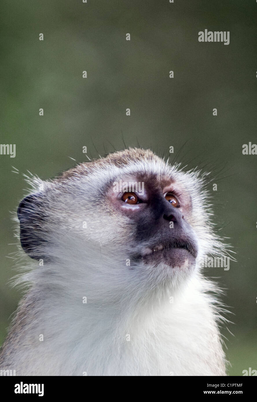 cute portrait of a vervet monkey, cercopithicus aethiops, livingstone ...