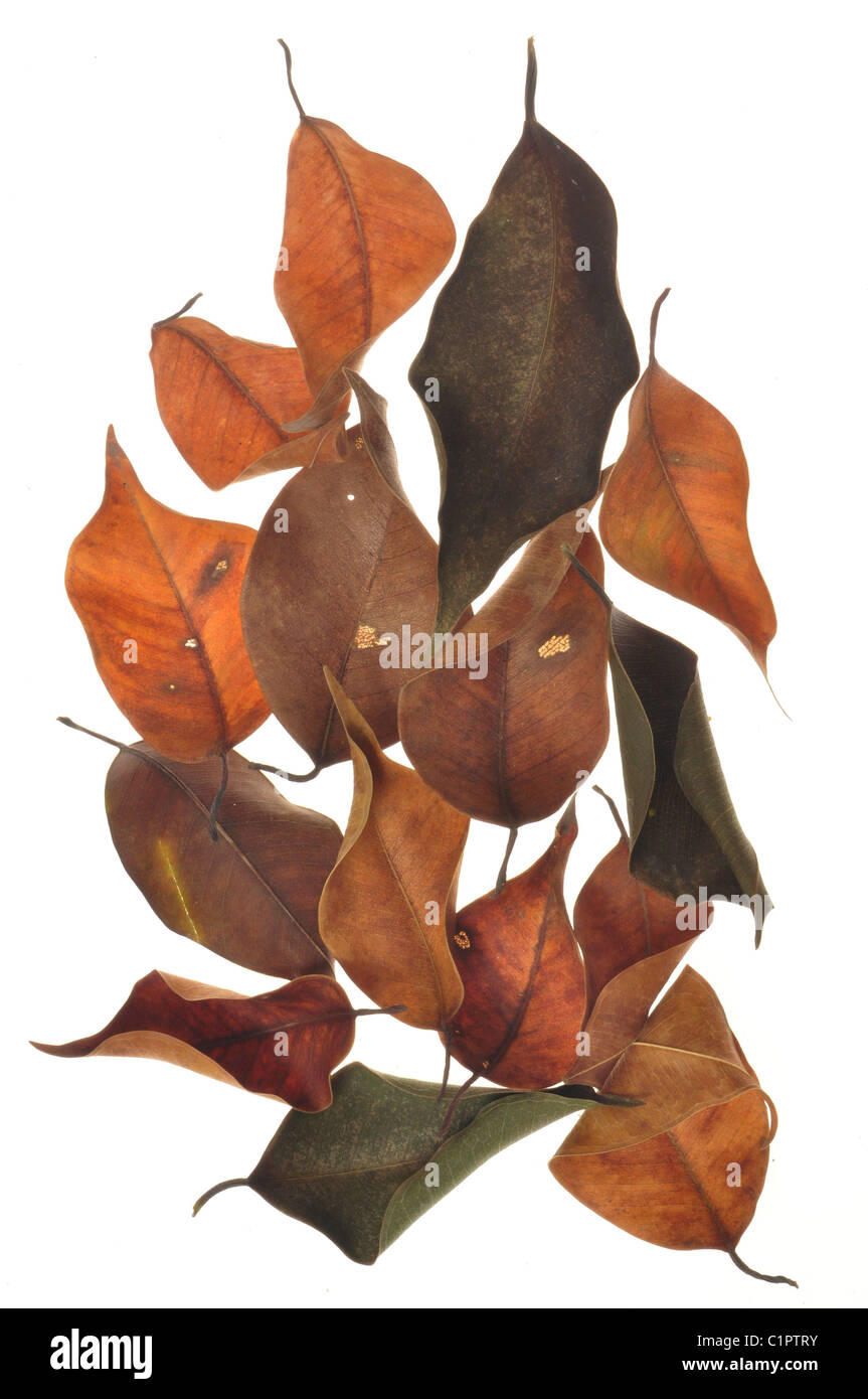 Dead organic Cut Out Stock Images & Pictures - Alamy