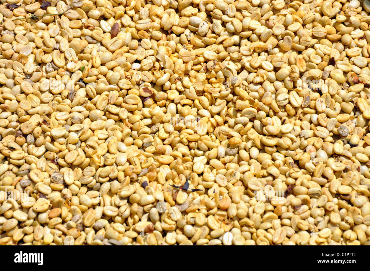 Robusta Coffee Beans without skin, Southern State Karnataka Stock Photo ...
