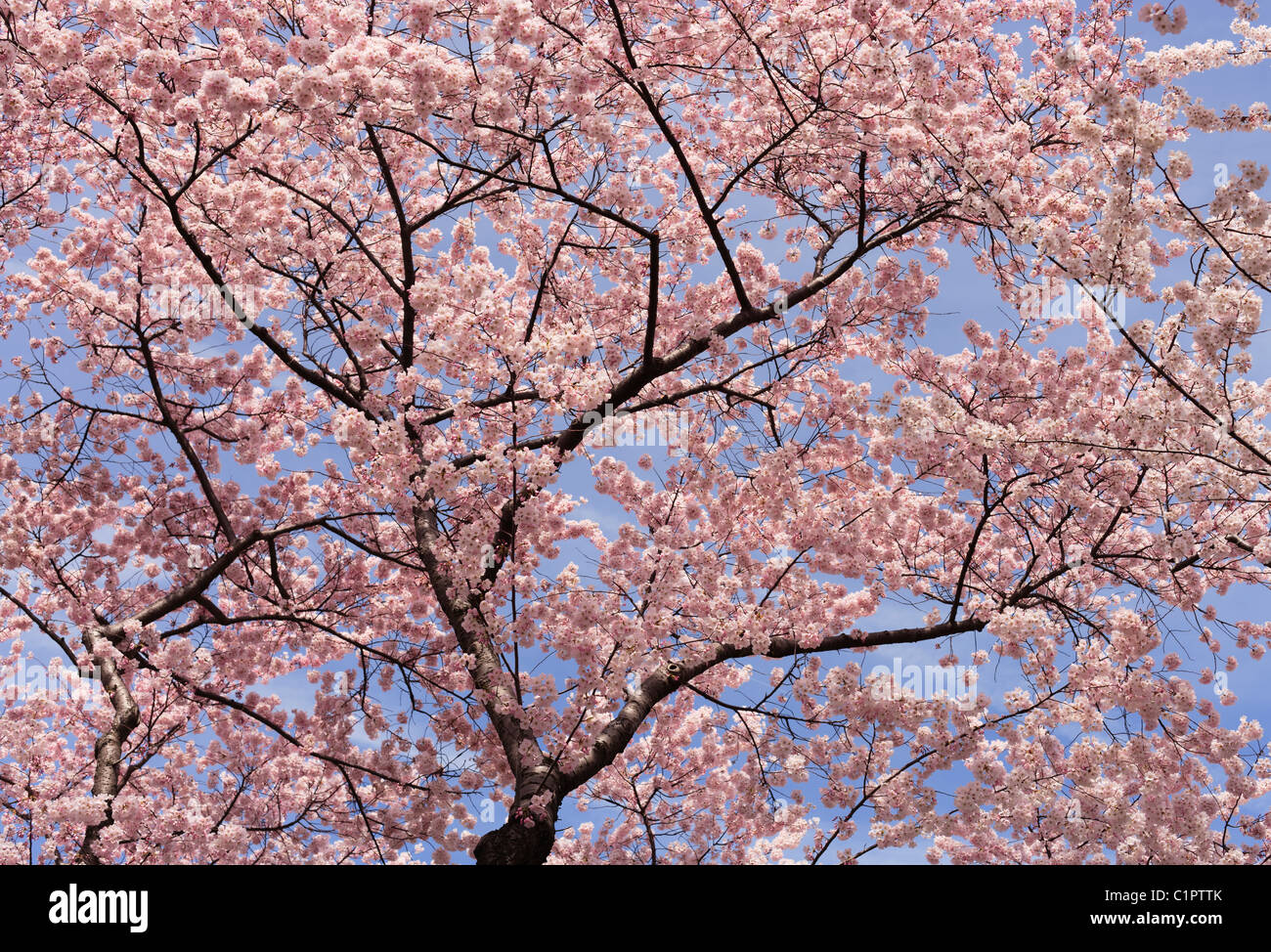 Cherry tree blossoms in full bloom around the Tidal Basin in Washington ...