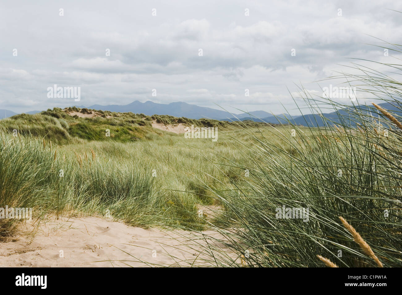 Sand dune and grass hi-res stock photography and images - Alamy