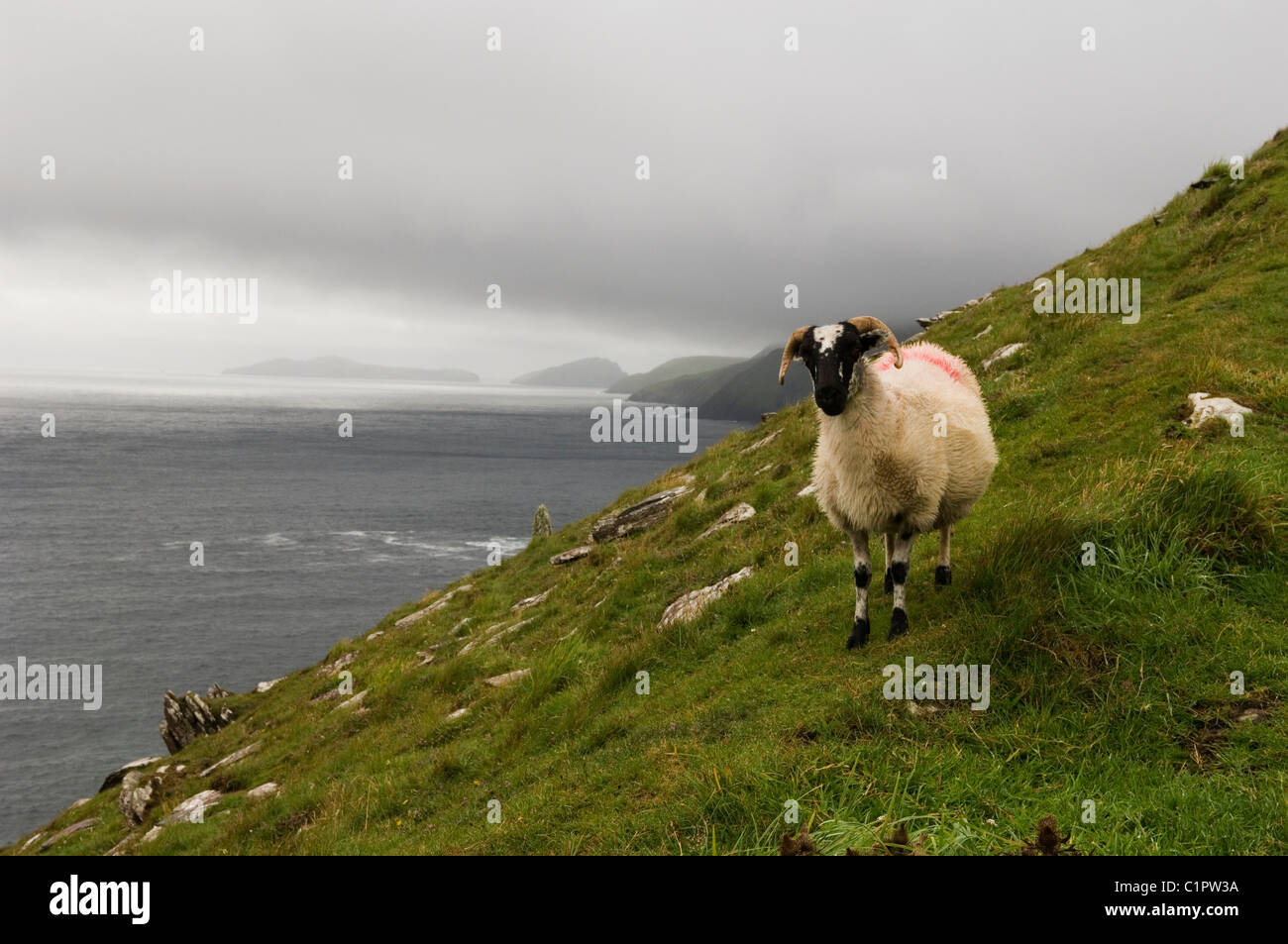 Republic of Ireland, Dingle Peninsula, Blasket Islands, sheep standing ...