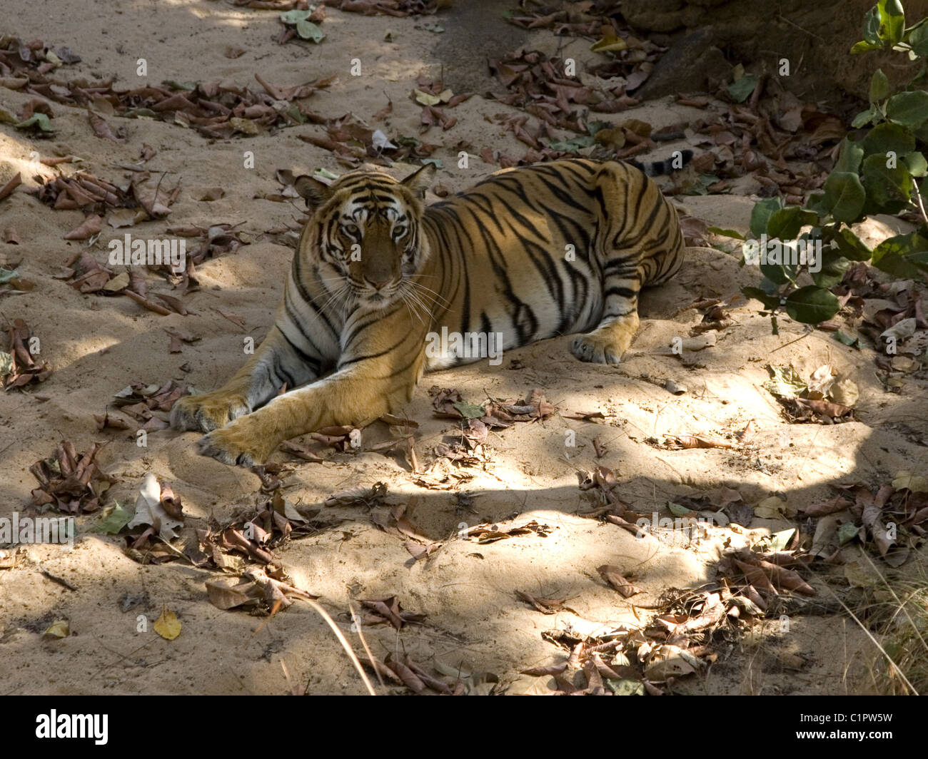 Resting tiger hi-res stock photography and images - Alamy