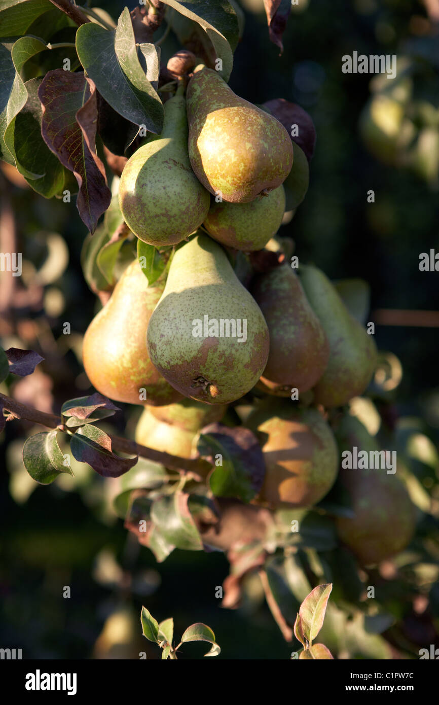 Conference pear hi-res stock photography and images - Alamy