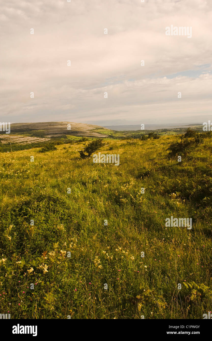 Republic of Ireland, The Burren, Ballyvaughan Bay, grass landscape near ...