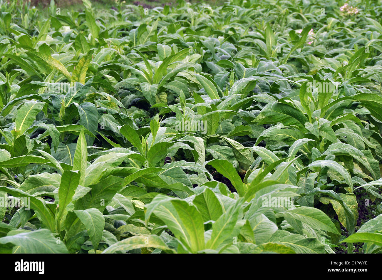 Indian cigarettes hi-res stock photography and images - Alamy