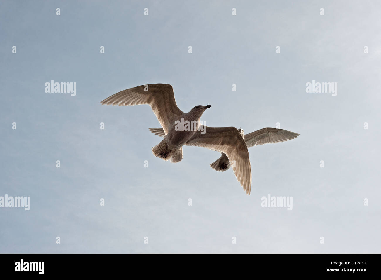 Seagulls above sea Stock Photo - Alamy