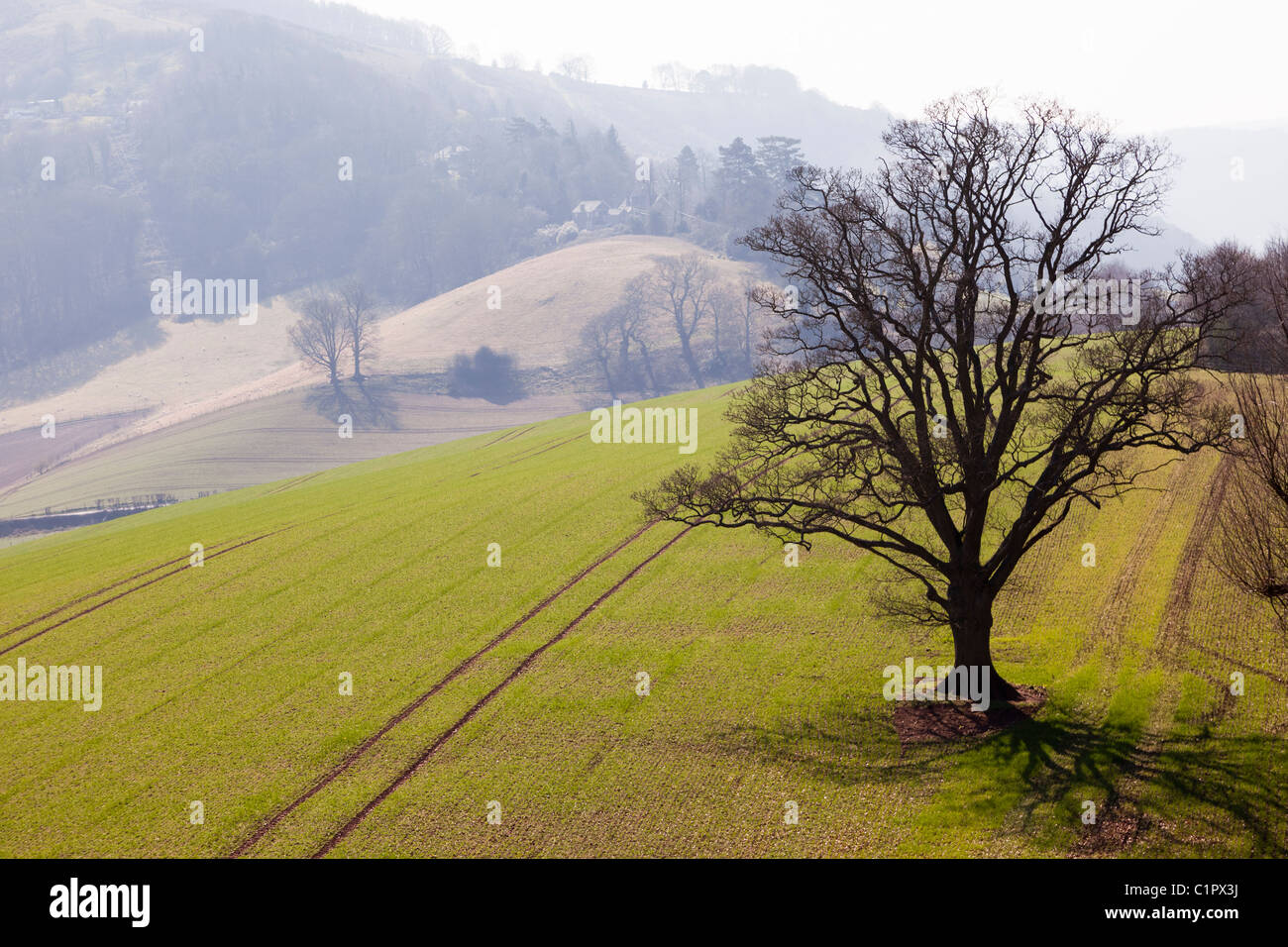 Silhouette of bare oak tree with no leaves, Herefordshire, England, UK ...