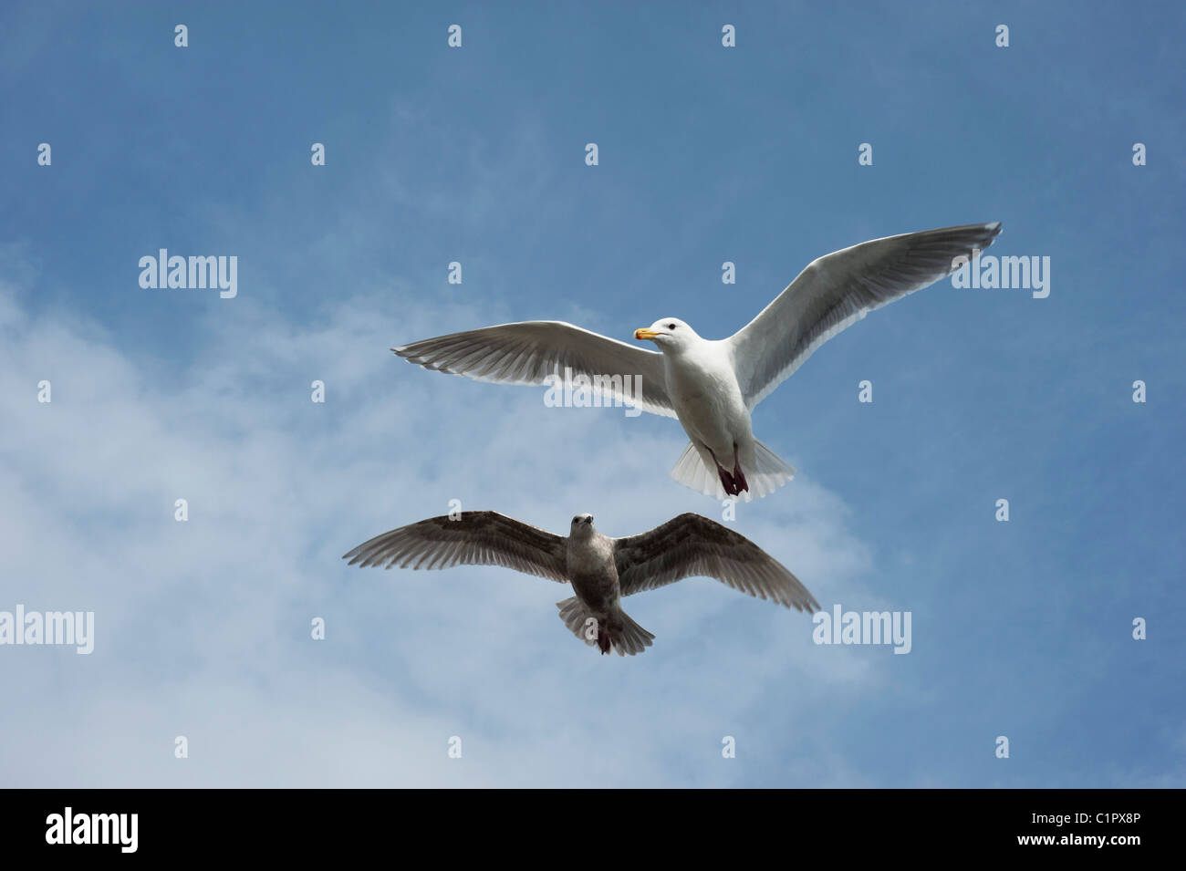 Two seagulls flying above sea Stock Photo - Alamy