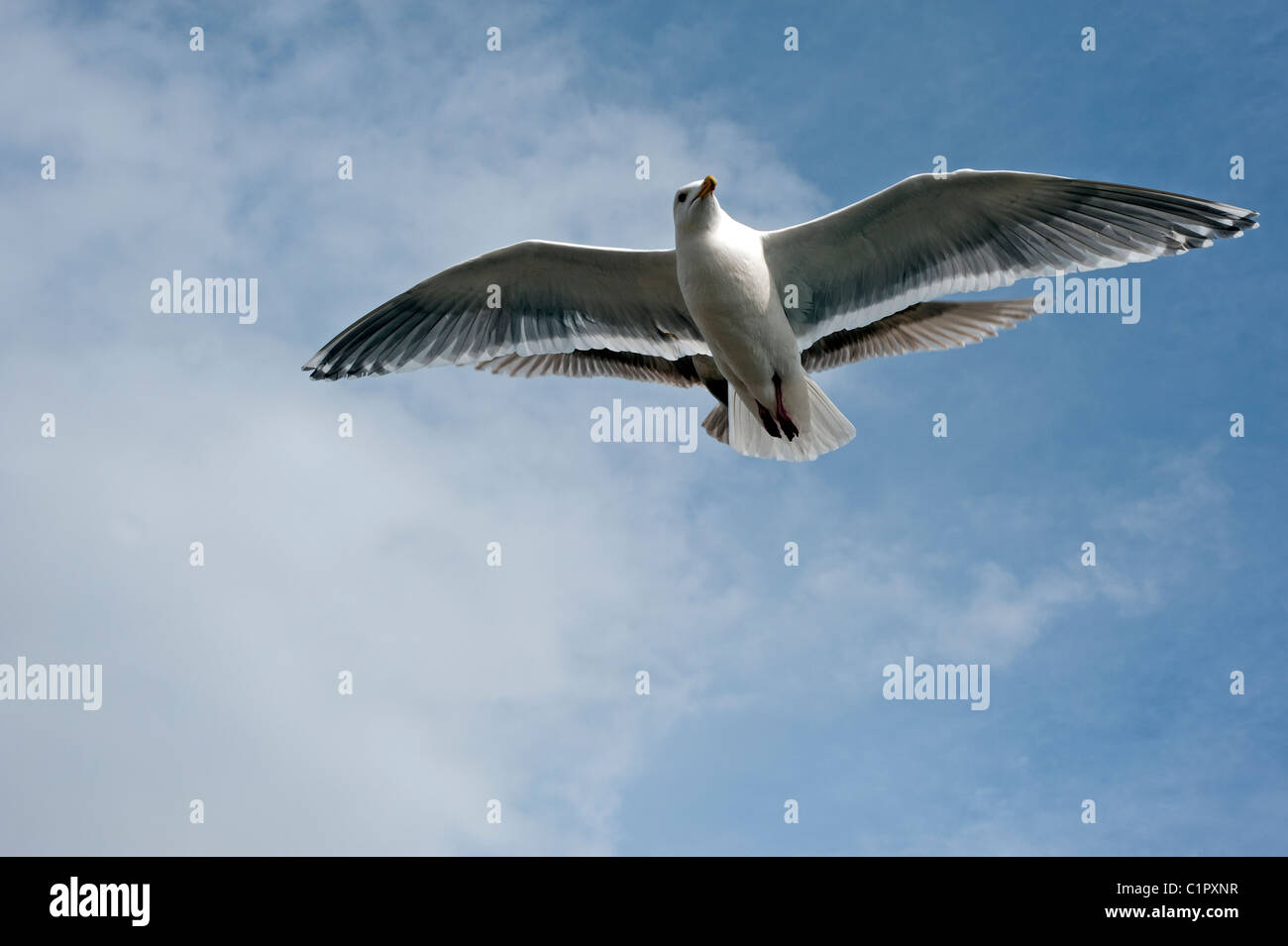Two birds flying hi-res stock photography and images - Alamy