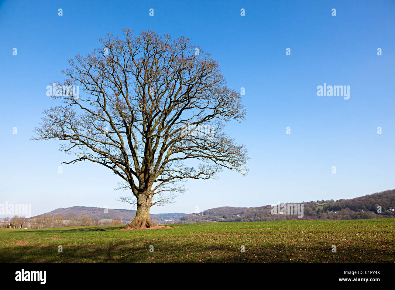Oak tree in winter with no leaves Herefordshire England UK Stock Photo ...