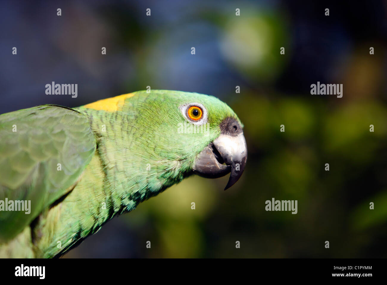 Yellow-naped parrot, Costa Rica Stock Photo - Alamy