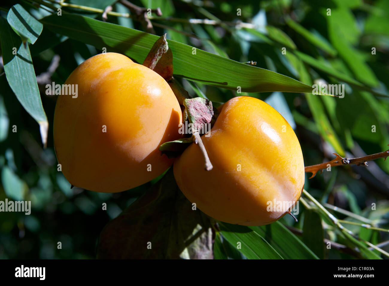 Kaki tree hi-res stock photography and images - Alamy