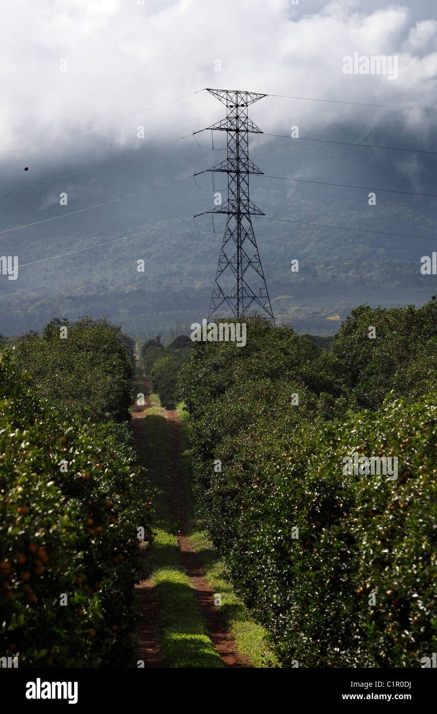 Power line running through orange groves near Santa Cecilia, Guanacaste ...