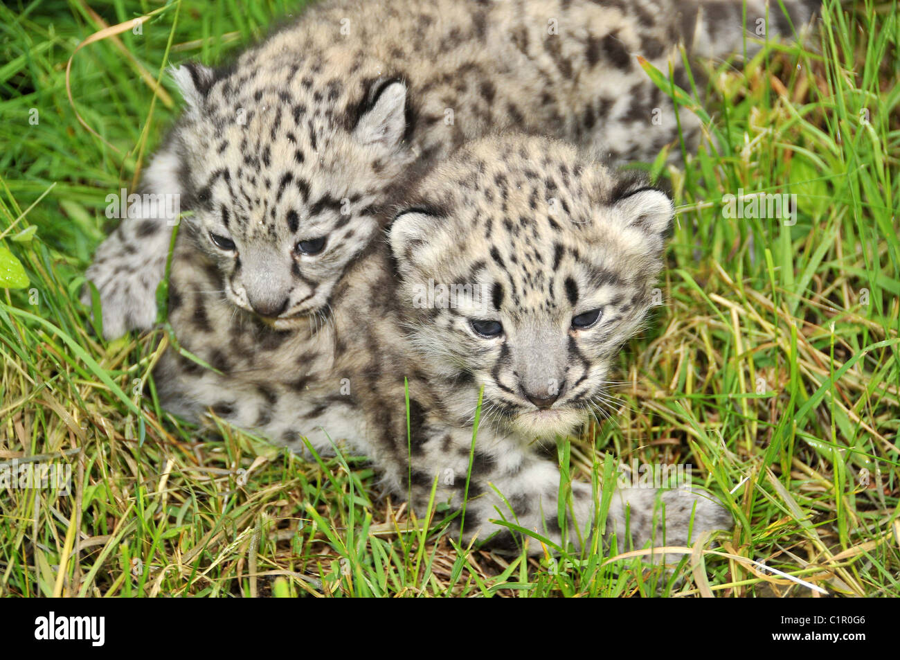BABY LEOPARDS ARE BEAST OF FRIENDS They're the cutest cubs in the zoo ...