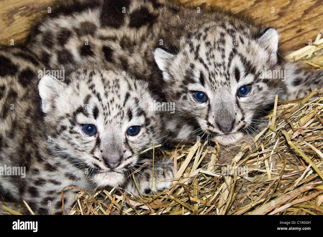 BABY LEOPARDS ARE BEAST OF FRIENDS They're the cutest cubs in the zoo ...
