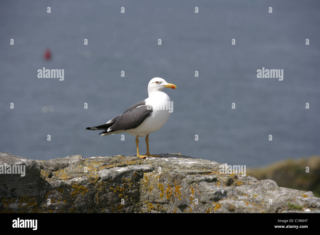 Scotland herring hi-res stock photography and images - Alamy