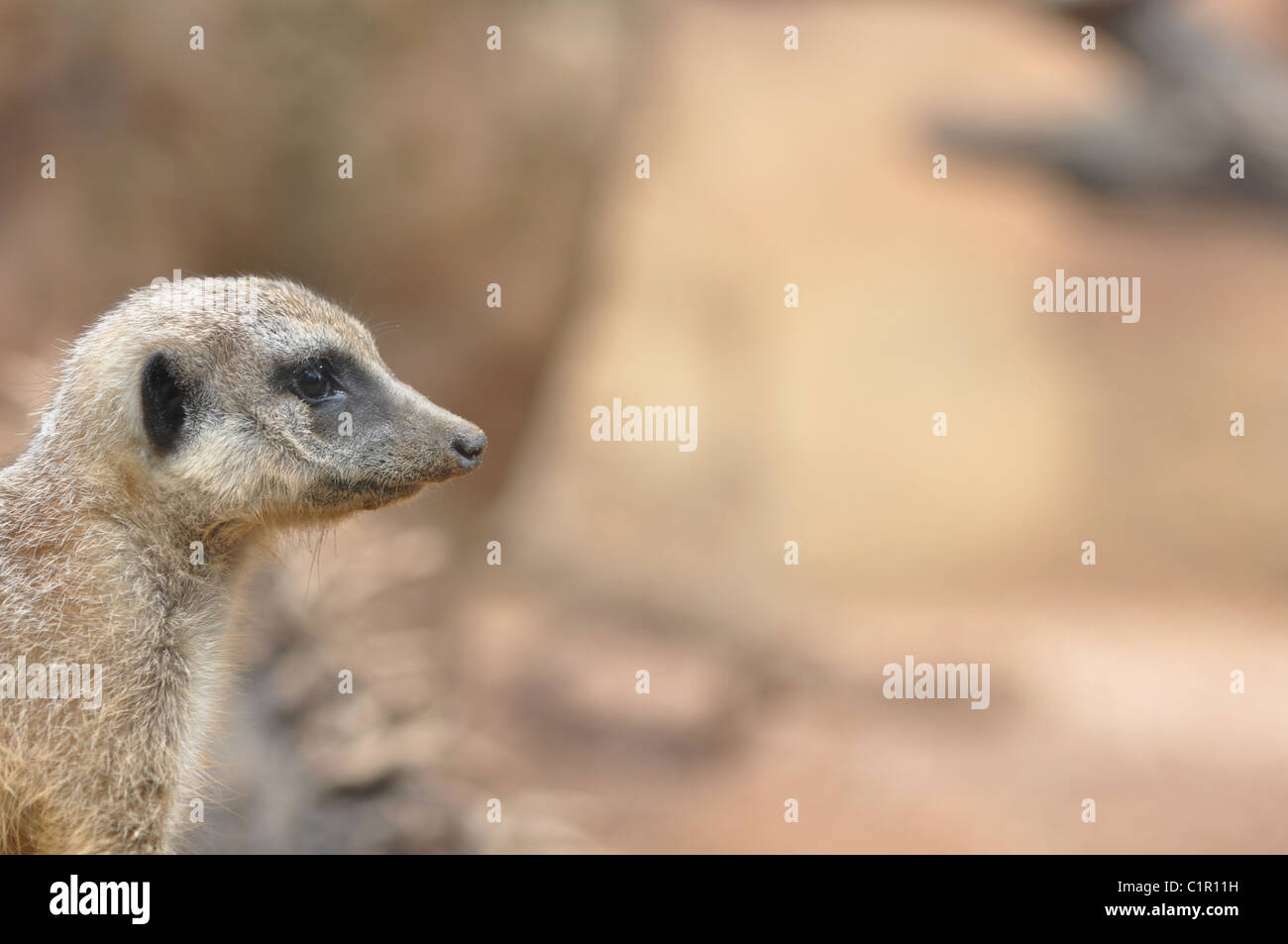 A single meerkat in profile against a neutral background Stock Photo ...