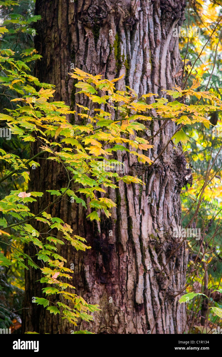 Maples leaves with large tree trunk behind Stock Photo - Alamy