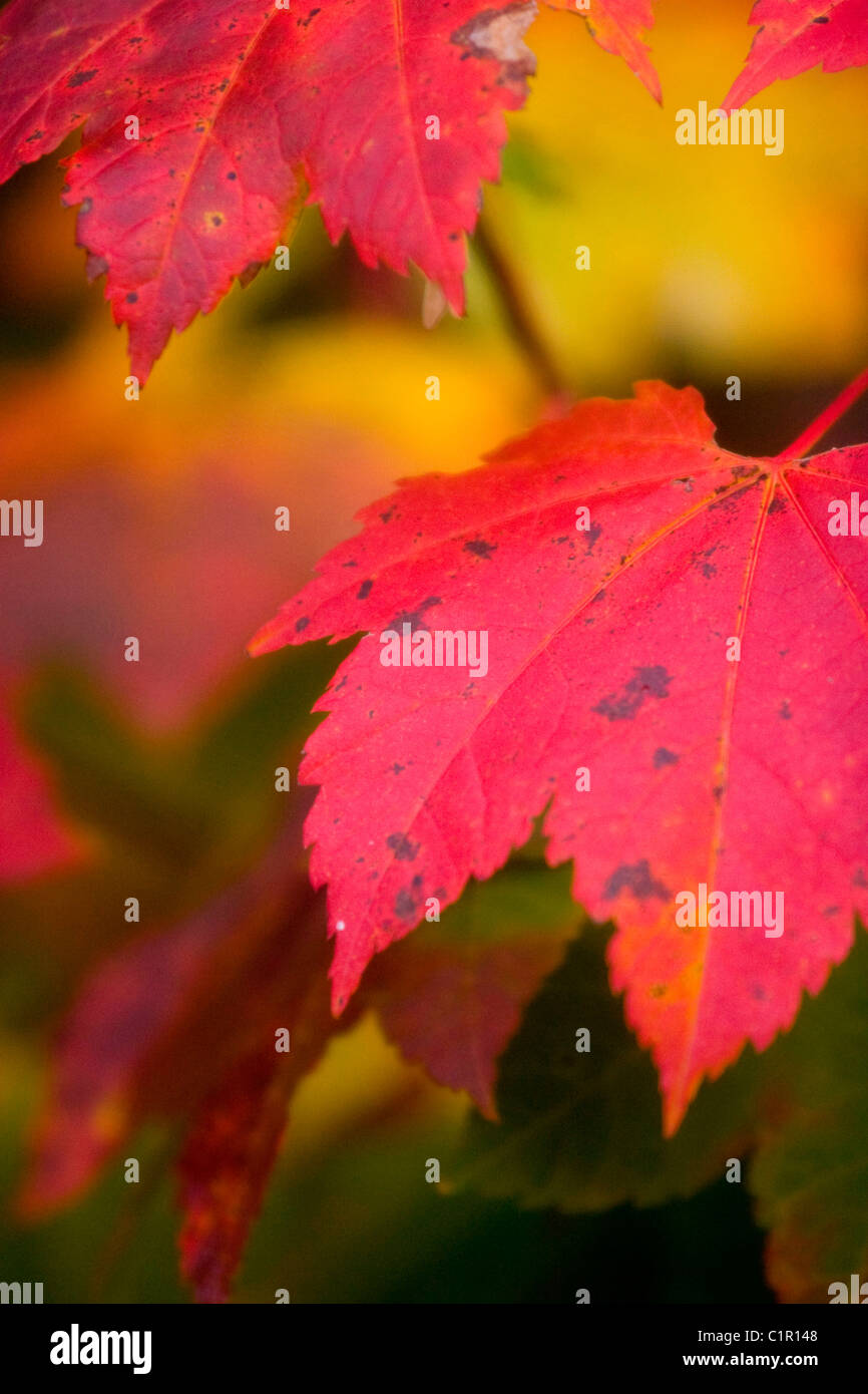 Bright Red Maples Leaves with multicolor background Stock Photo - Alamy