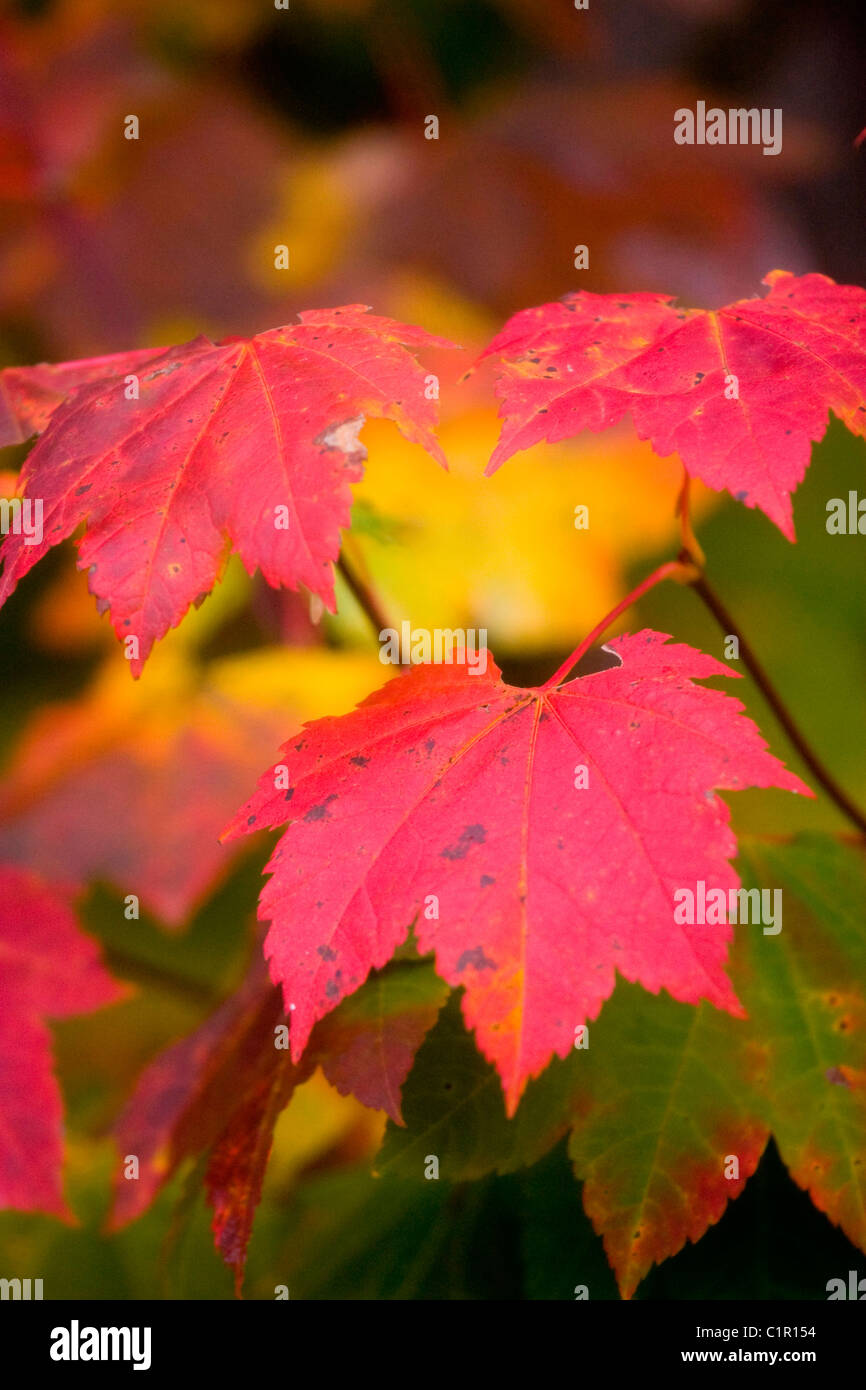 Maples changing colors hi-res stock photography and images - Alamy