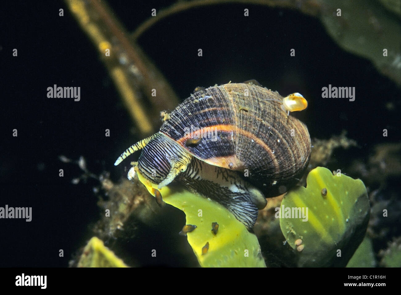 Periwinkle shellfish hi-res stock photography and images - Alamy