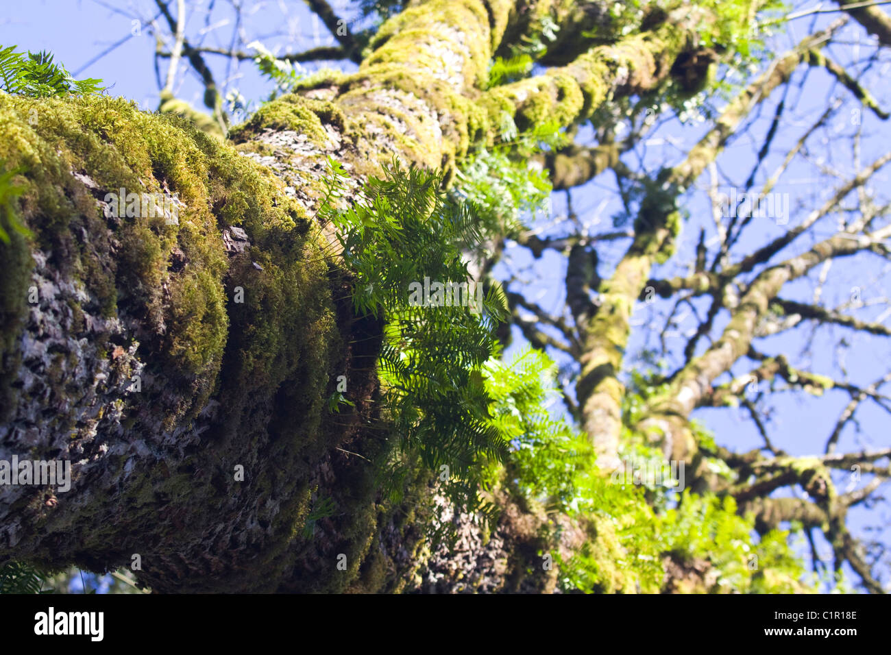 Mossy Trees with ferns growing on them, Tynehead Regional Park, Surrey ...