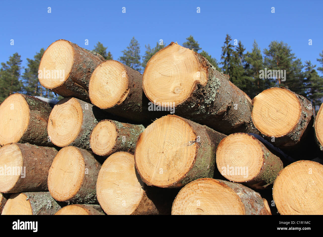 Spruce Logs Stacked up with Blue Sky and Forest Background Stock Photo ...