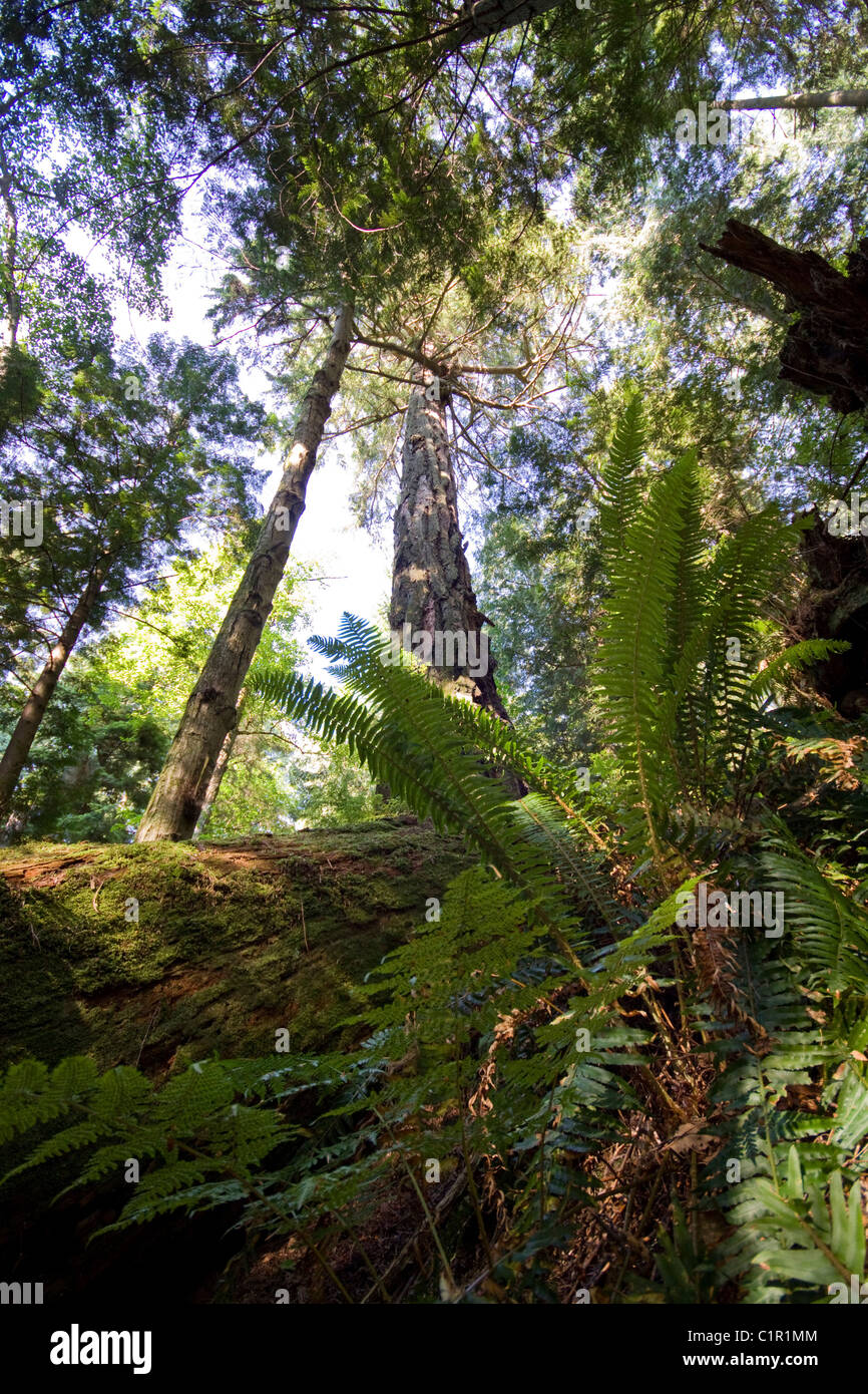 Giant old growth trees rise up from the fallen ones. West Vancouver, BC ...