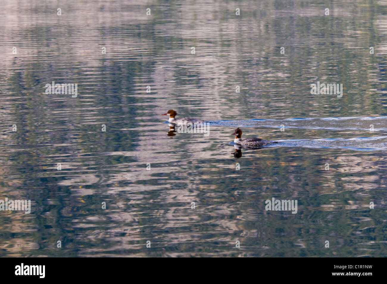 Wood Drake Ducks on Jenny Lake,Mt St John,Hanging Canyon, Rockchuck ...