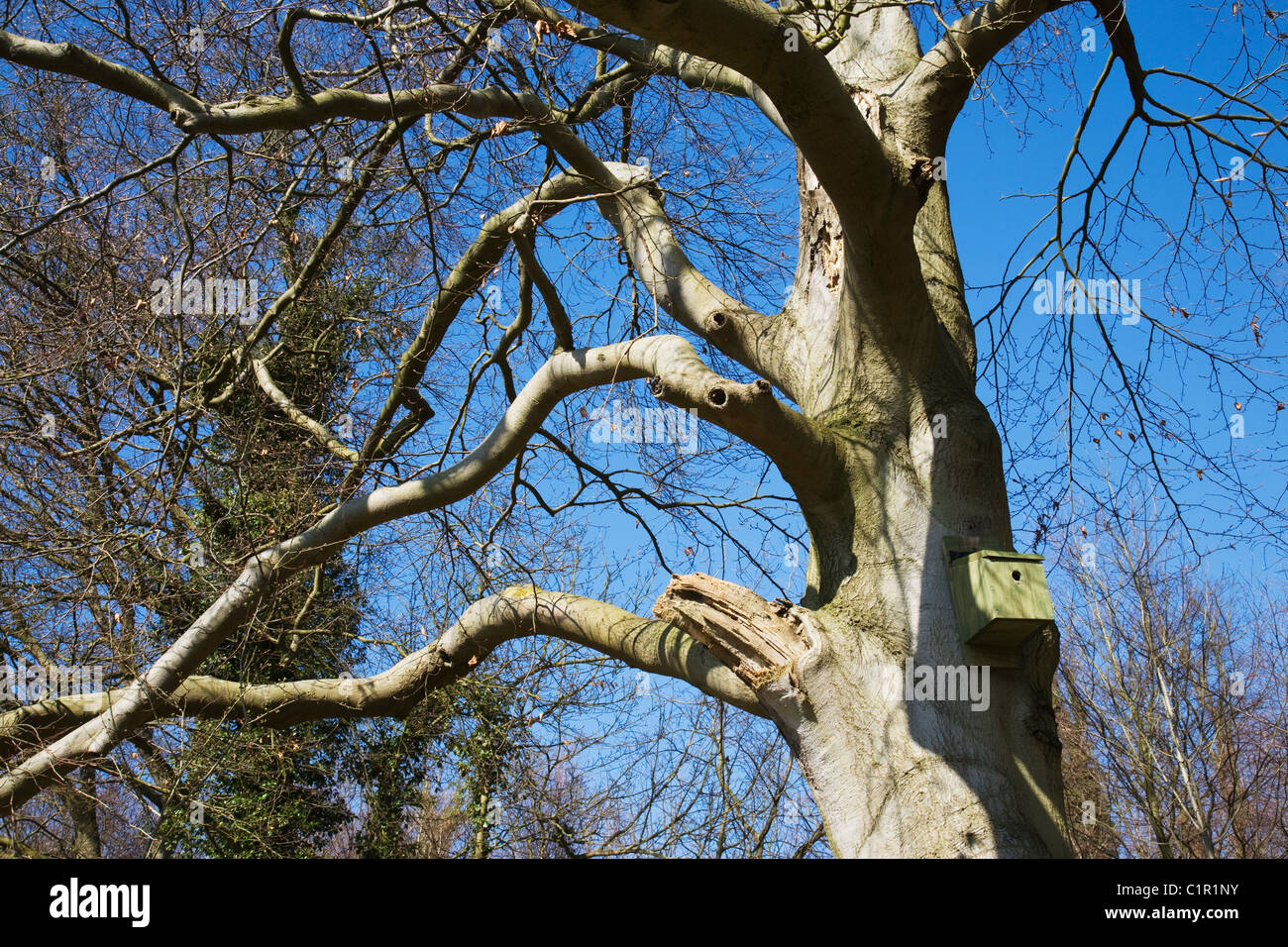 Tree nesting bird uk hi-res stock photography and images - Alamy
