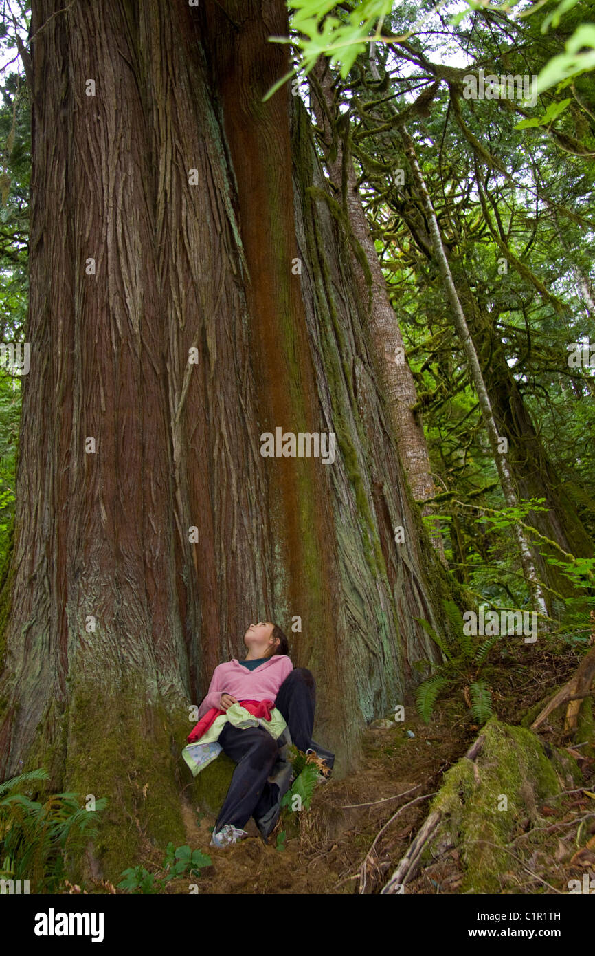Young girl, 11, looks way up towards the top of an old growth red cedar ...