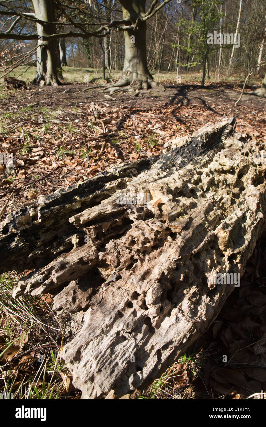 Rotting tree trunk hi-res stock photography and images - Alamy