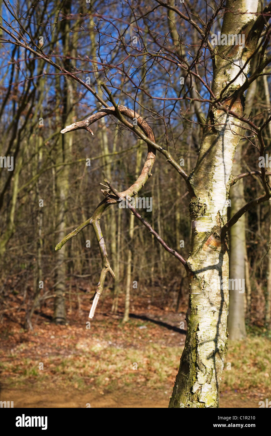 A natural wooden question mark hanging from a tree Stock Photo - Alamy