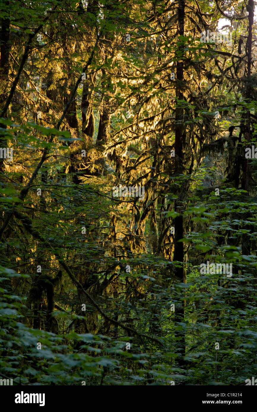 Late afternoon sunlight shines through a humid rainforest, Buntzen Lake ...